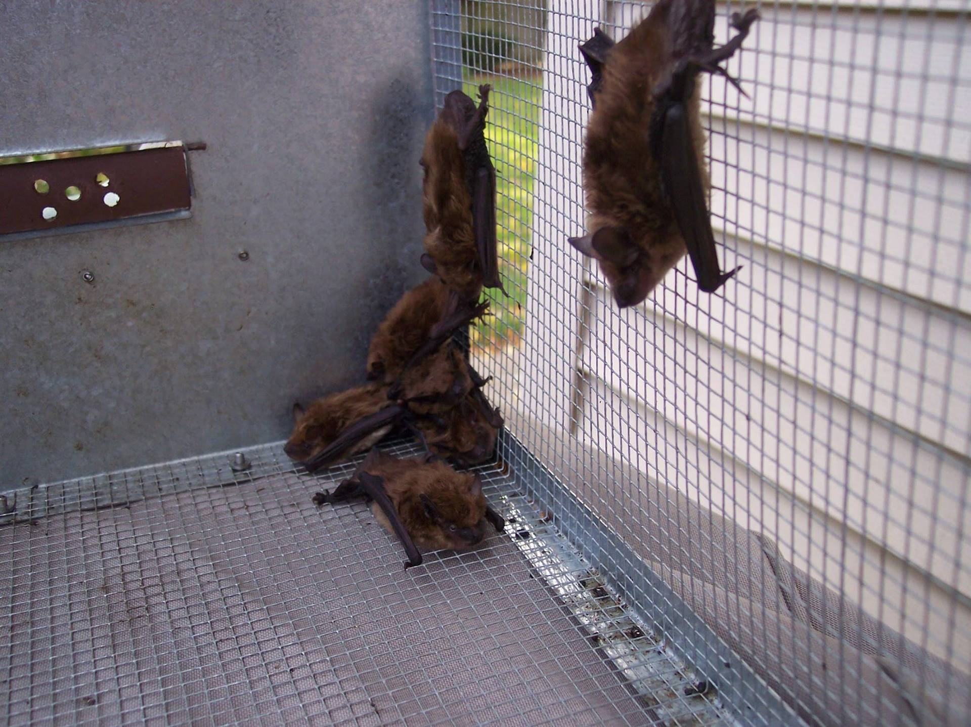 Bat Removal – Fur & Feathers Wildlife Control
