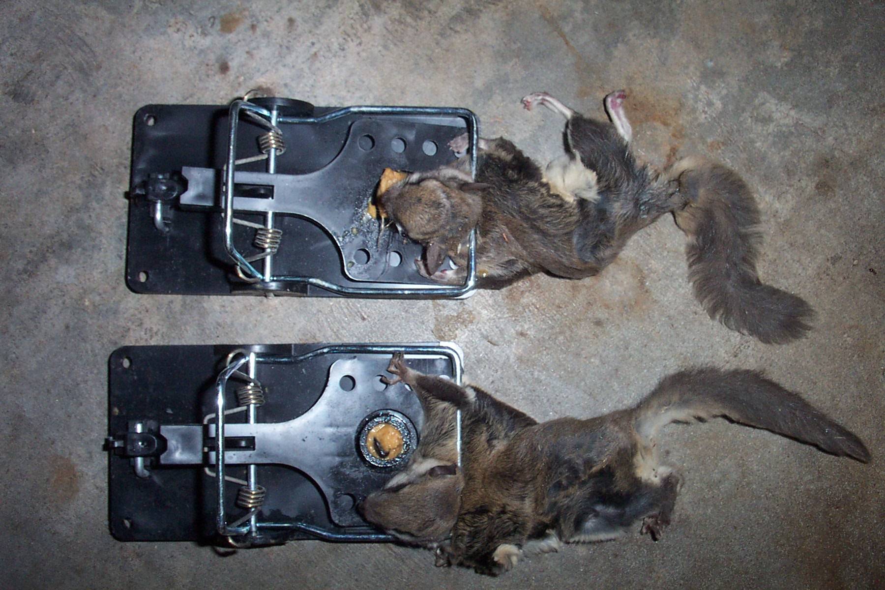 Flying Squirrel Removal – Fur & Feathers Wildlife Control