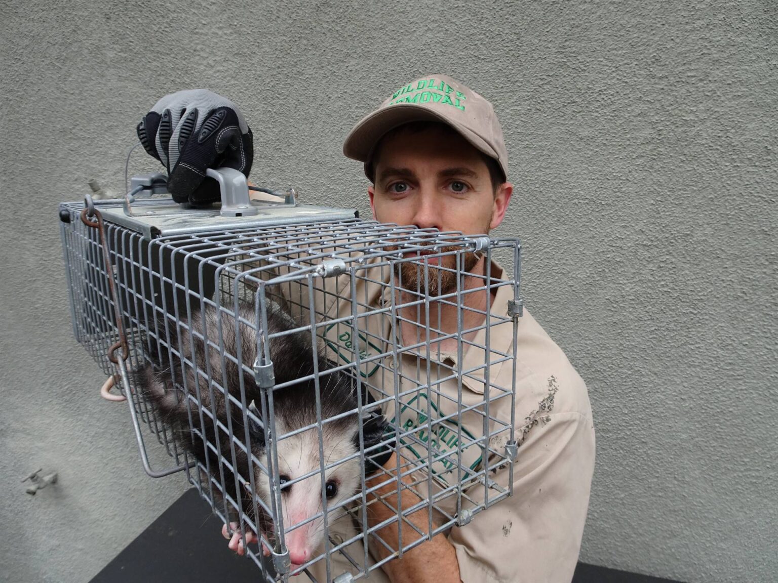 Opossum Removal – Fur & Feathers Wildlife Control